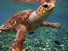 PathSolutions Continues Support for the Sea Turtle Conservancy
